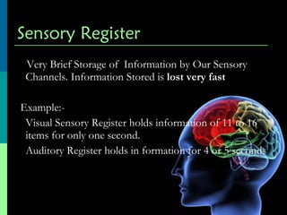Human Memory - Psychology | PPT