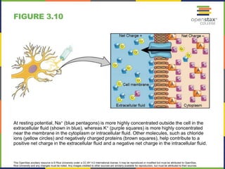 Openstax - Psychology ch03 | PPTX