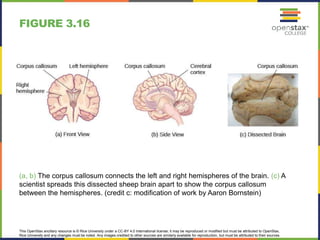 Openstax - Psychology ch03 | PPTX