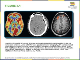 Openstax - Psychology ch03 | PPTX