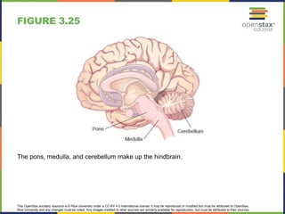 Openstax - Psychology ch03 | PPTX