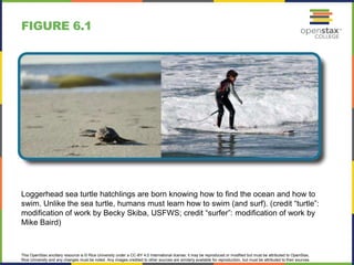 Chapter 6 Learning | PPTX