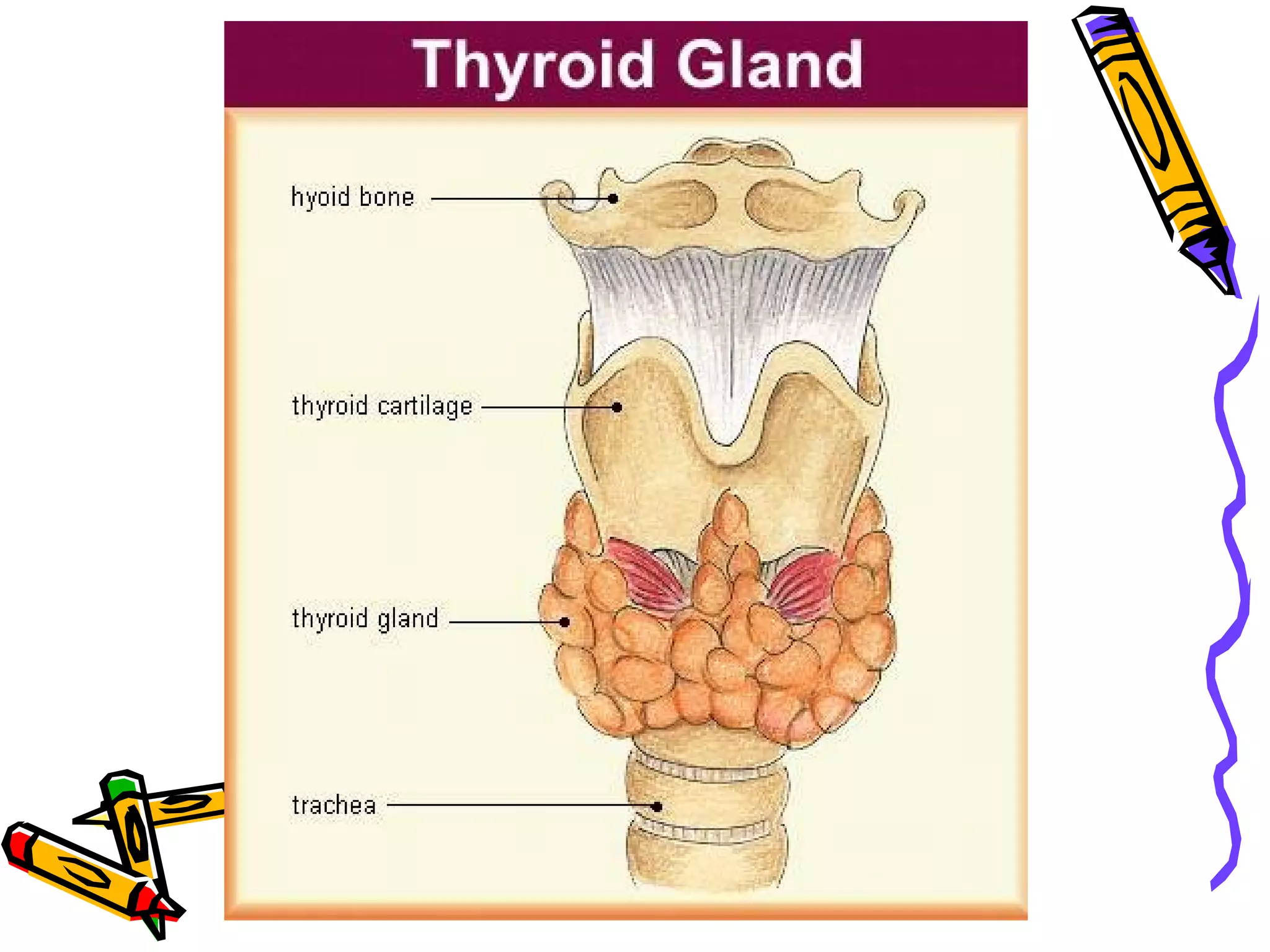 Psychology endocrine system | PPT