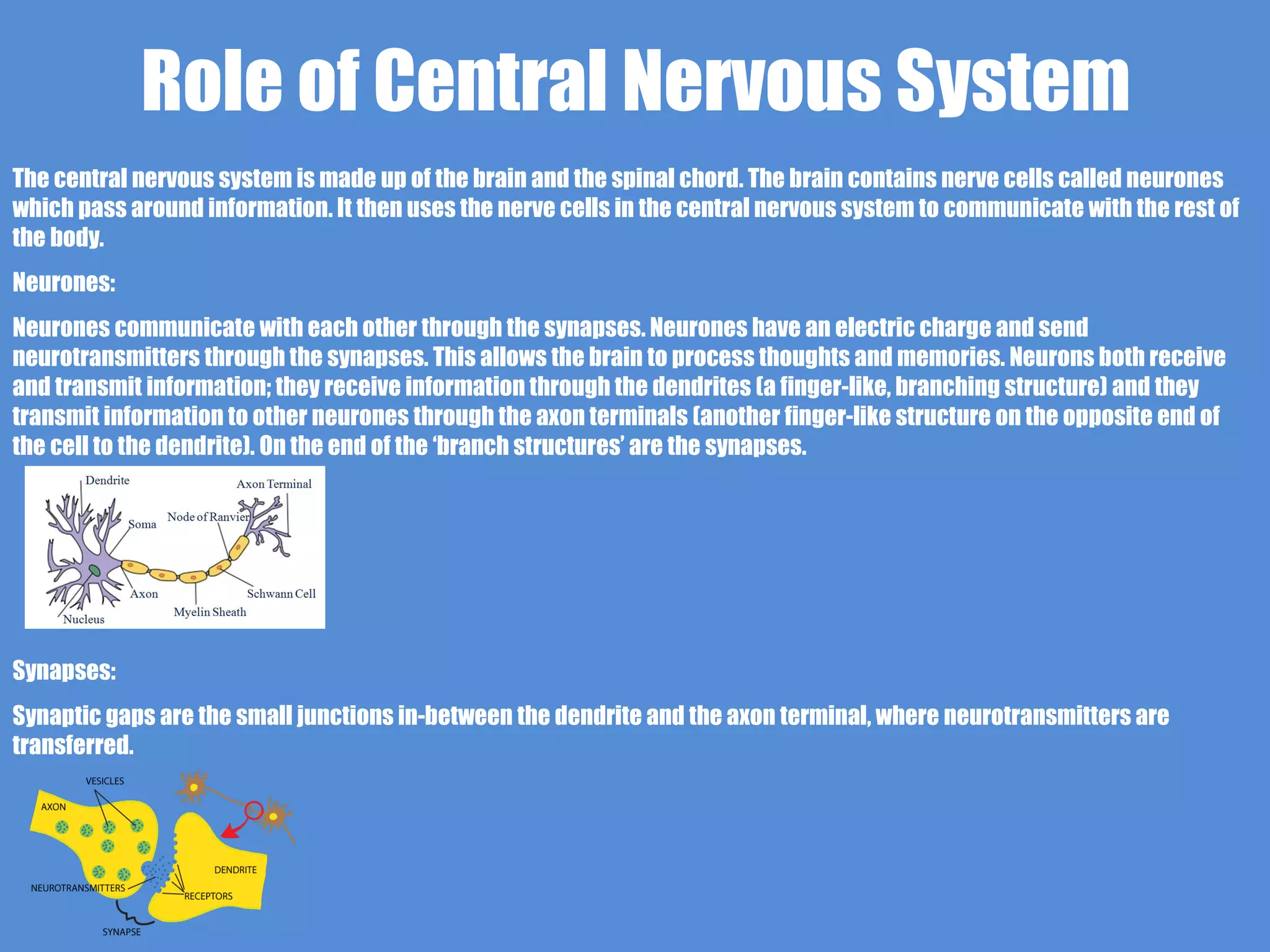 Psychology unit 1 (biological approach) | PPT | Brain and Nervous ...