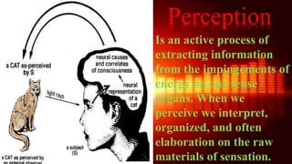 Psychology 101 Sensation & Perception | PPT