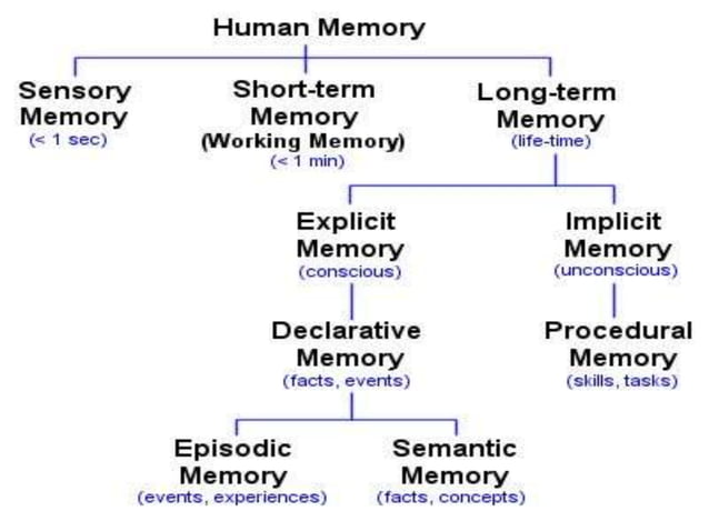 Human Memory (Psychology) | PPTX | Internet for Beginners | Internet