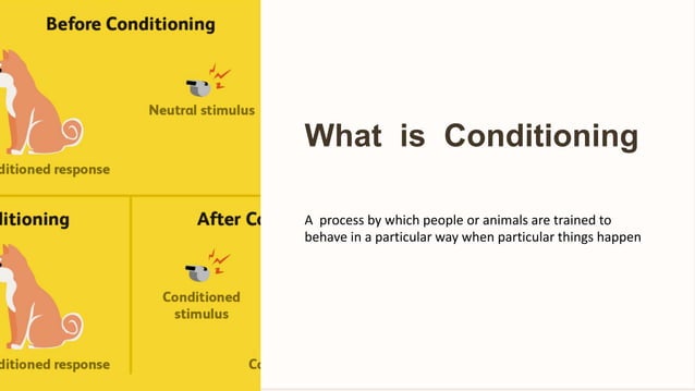 Classical conditioning | PPT