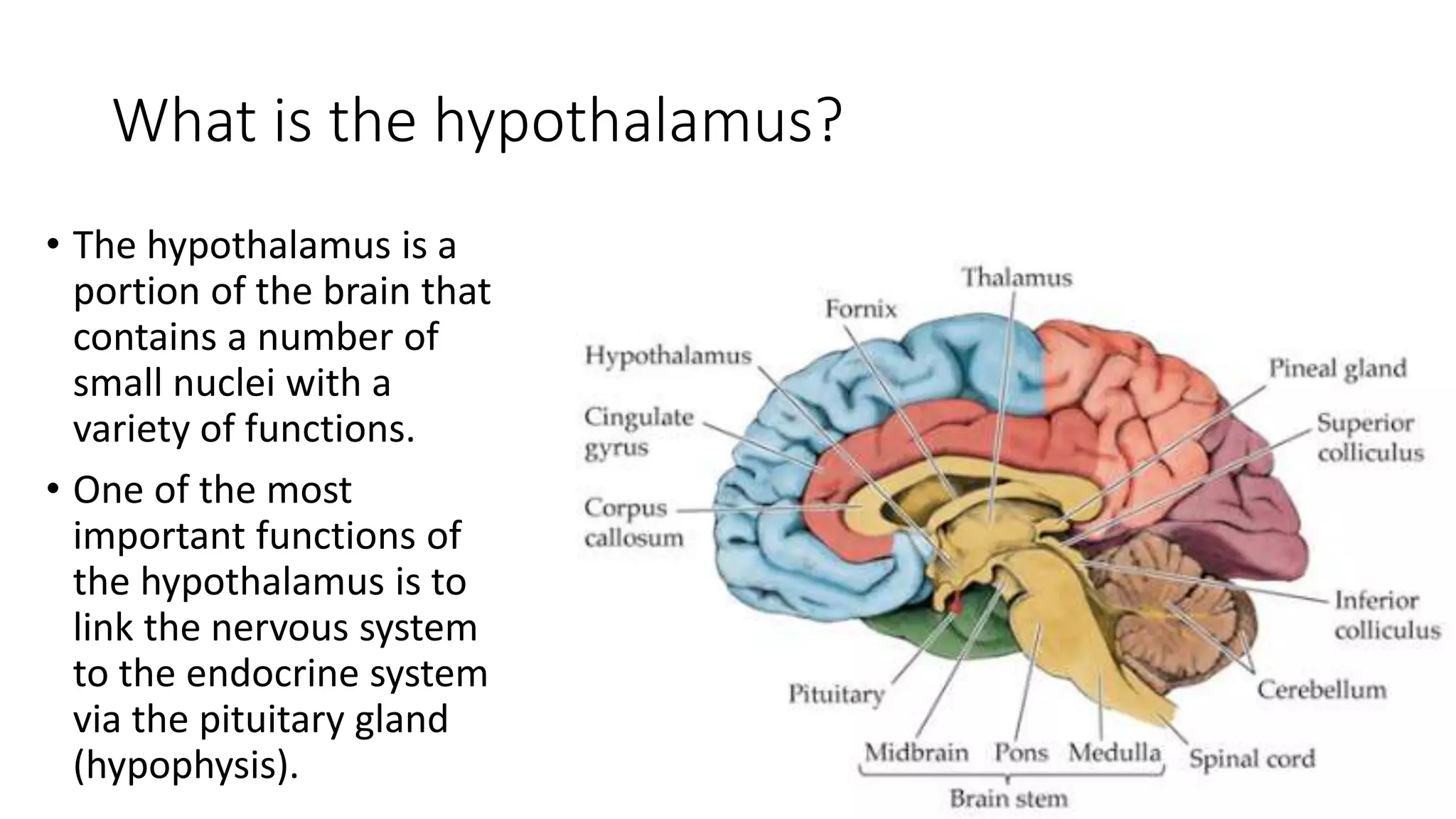 The Hypothalamus | PPTX