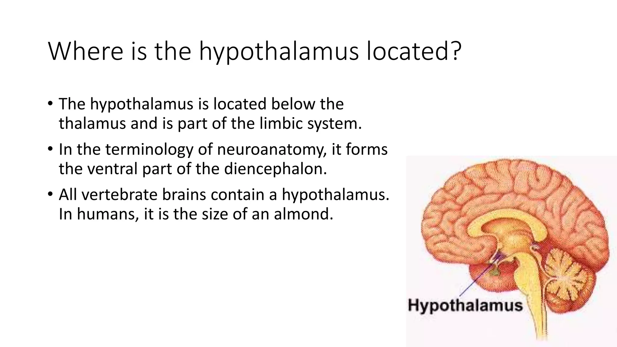 The Hypothalamus | PPTX