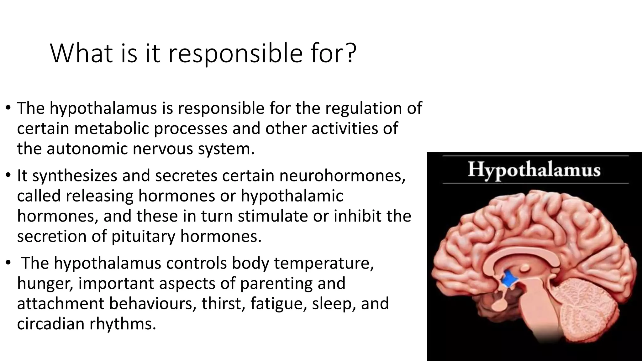 The Hypothalamus | PPTX