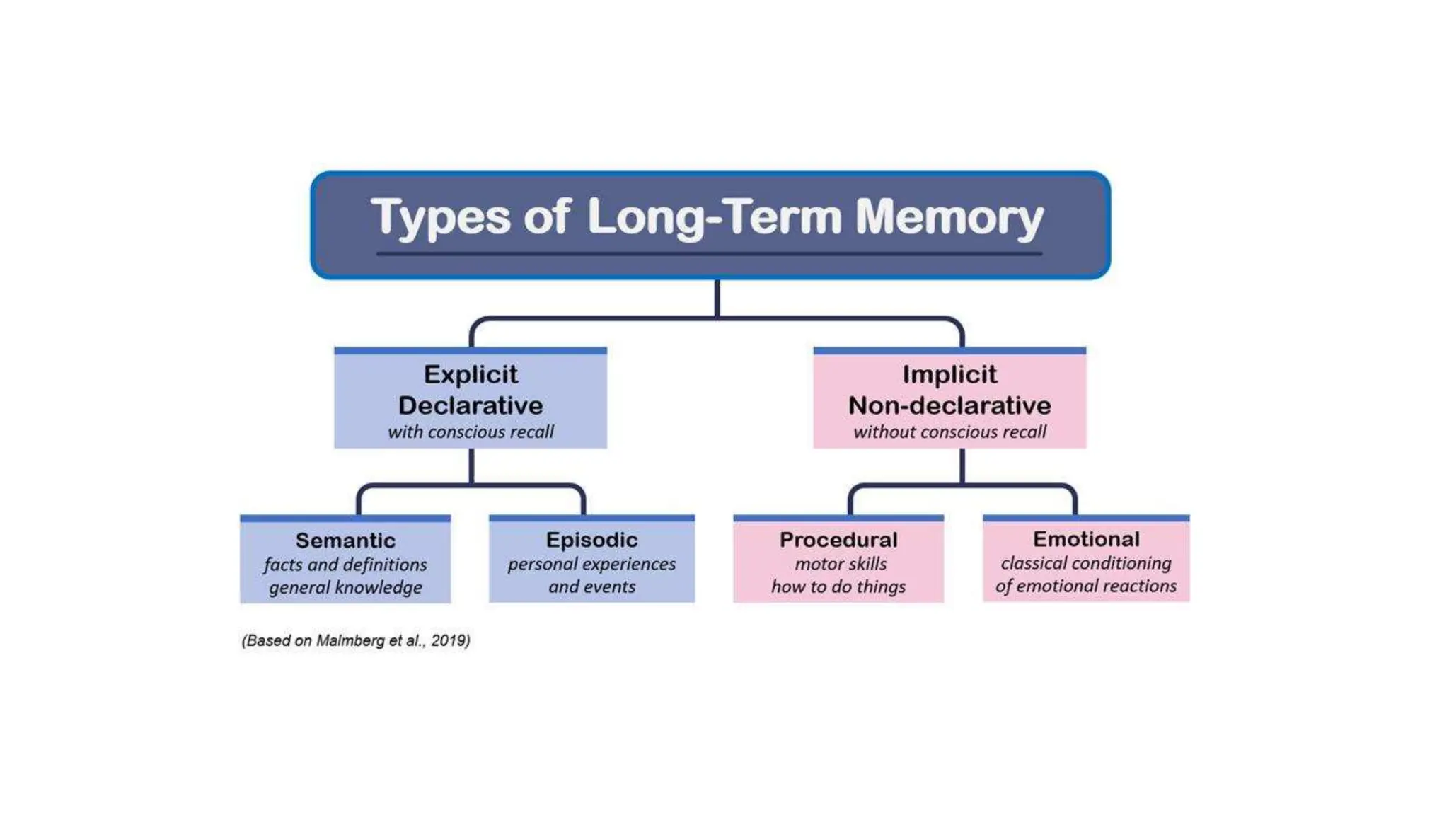 Memory, Its Components, Its Types, Seven Sins of Memory, Strategies to ...