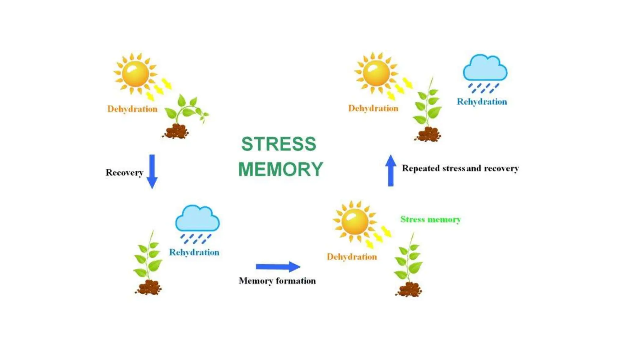 Memory, Its Components, Its Types, Seven Sins of Memory, Strategies to ...
