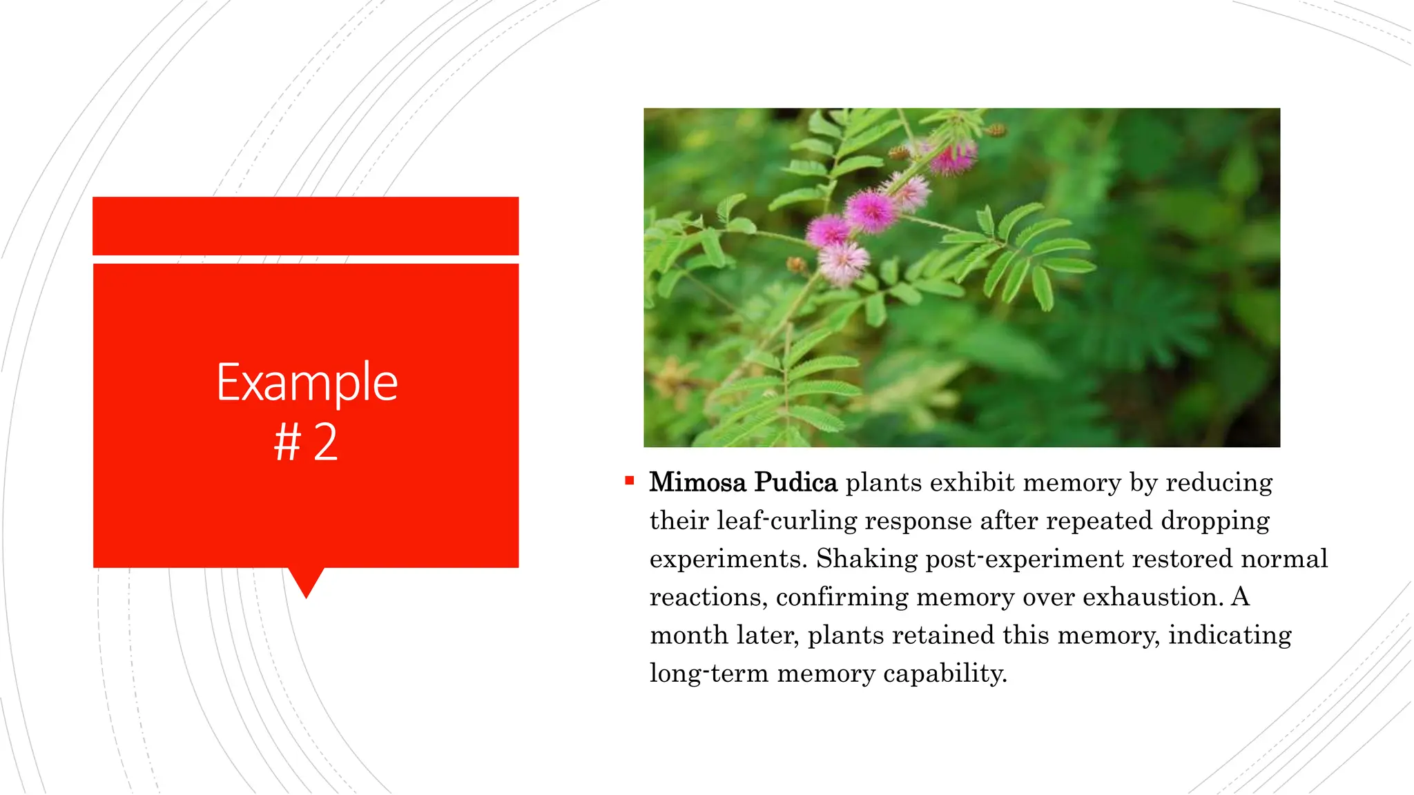 Memory, Its Components, Its Types, Seven Sins of Memory, Strategies to ...