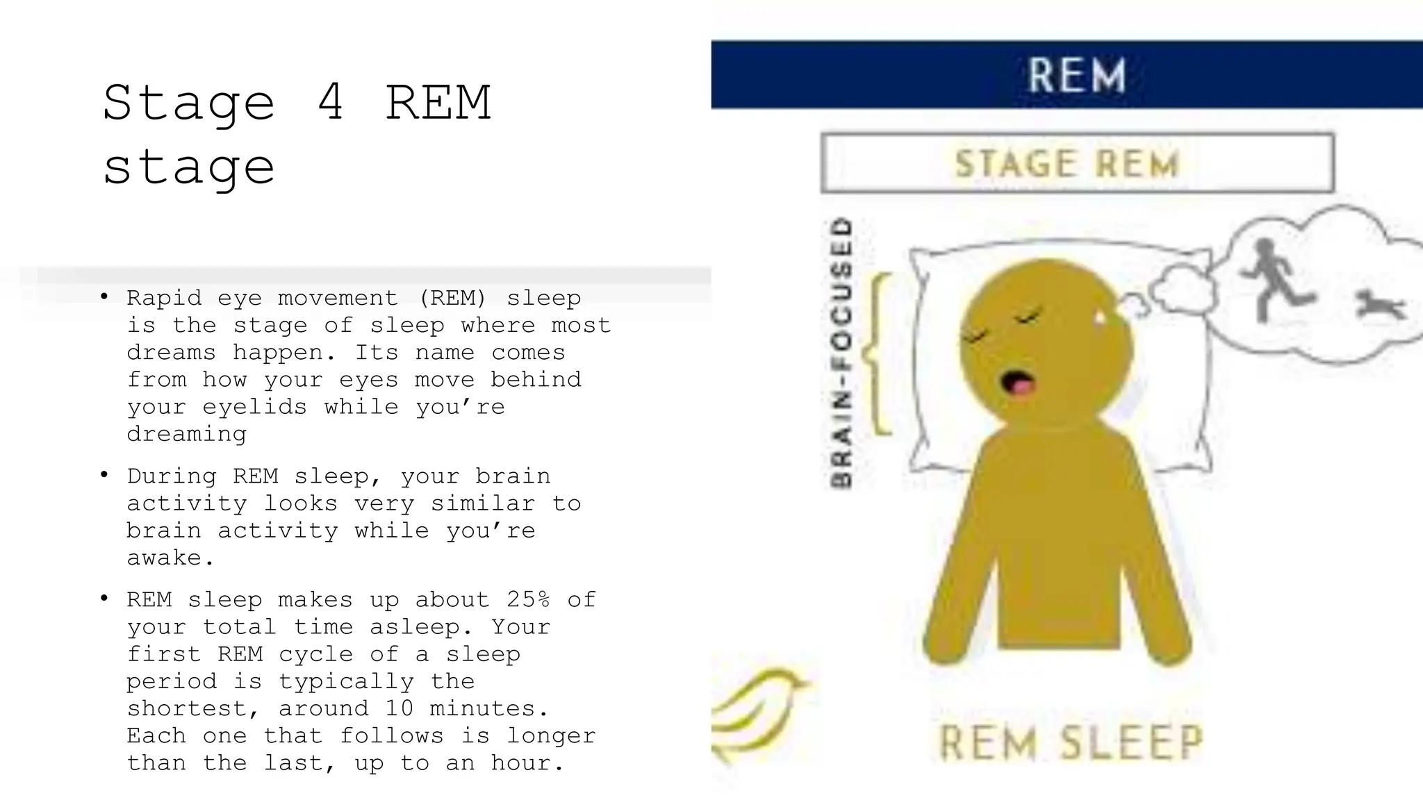 Normal sleep and types of REM and NREM sleep | PPTX