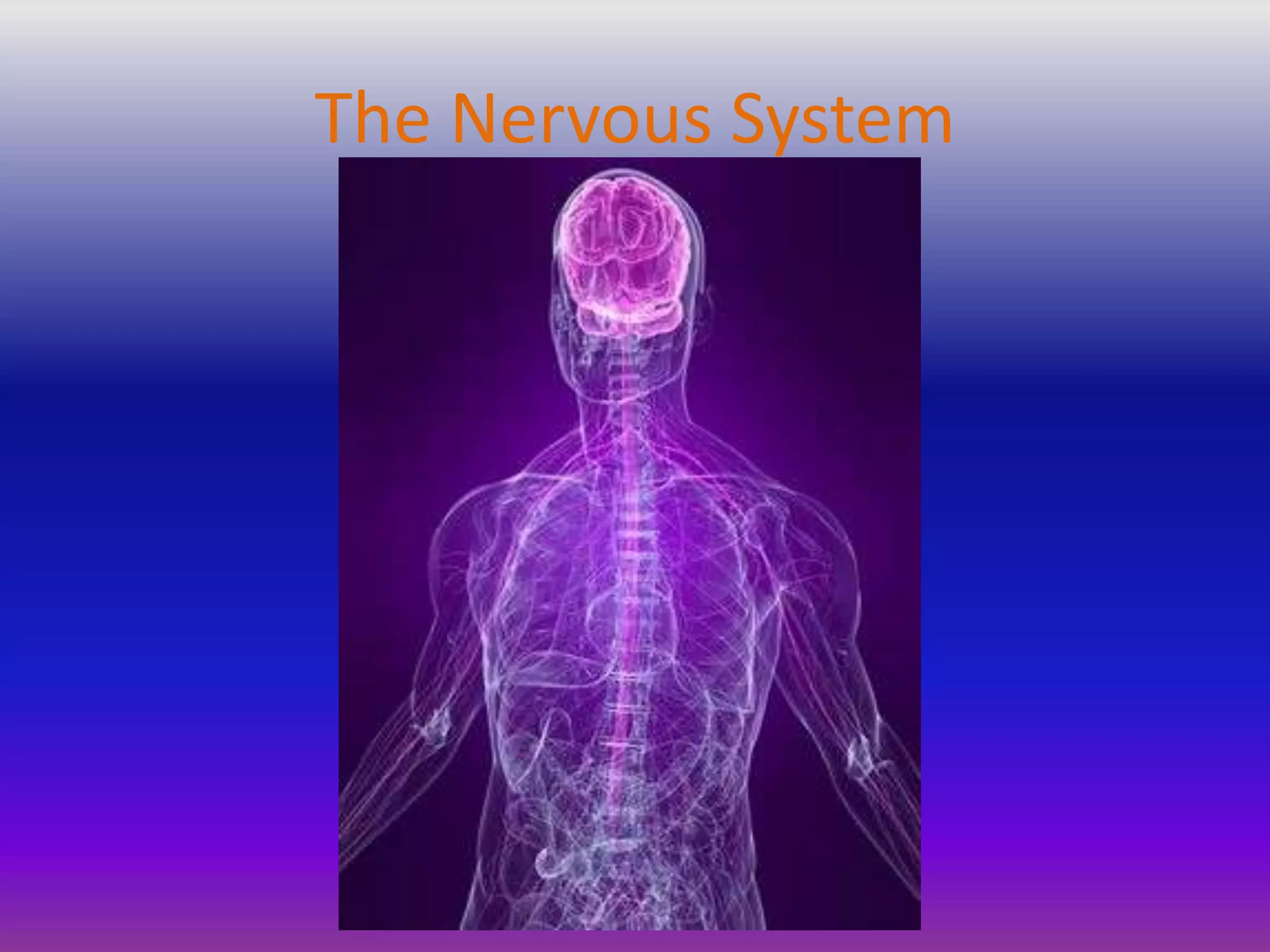 Endocrine and nervous system | PPTX