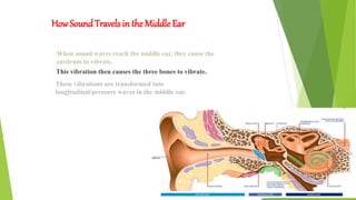 Human Ear | PPTX