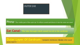 Human Ear | PPTX