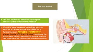 Human Ear | PPT
