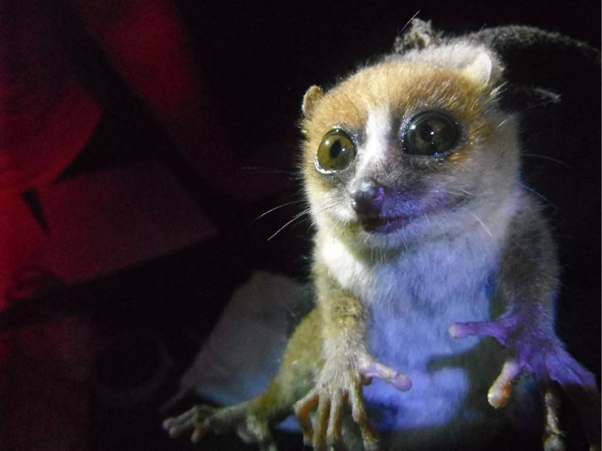 Biologia, Madagaskar ja IBO | PPT