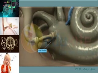 auditory sensory system | PPTX