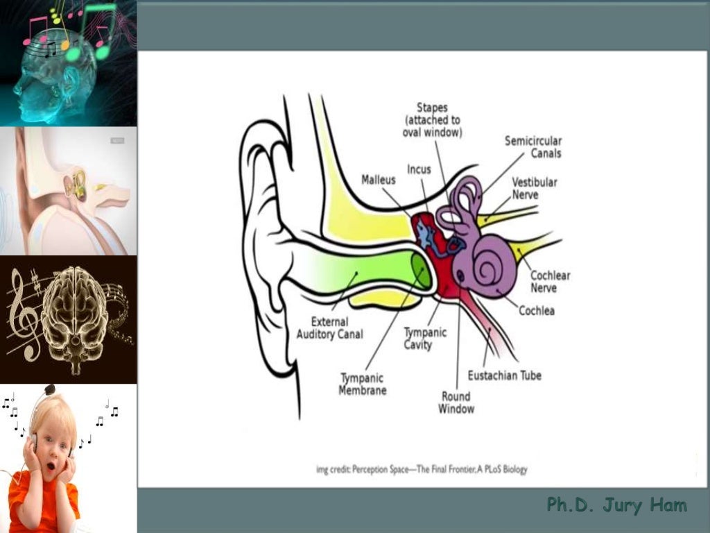 Auditory system - framerilo