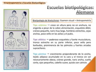 Kinantropometría y Escuelas Biotipológicas Pt2 | PPTX