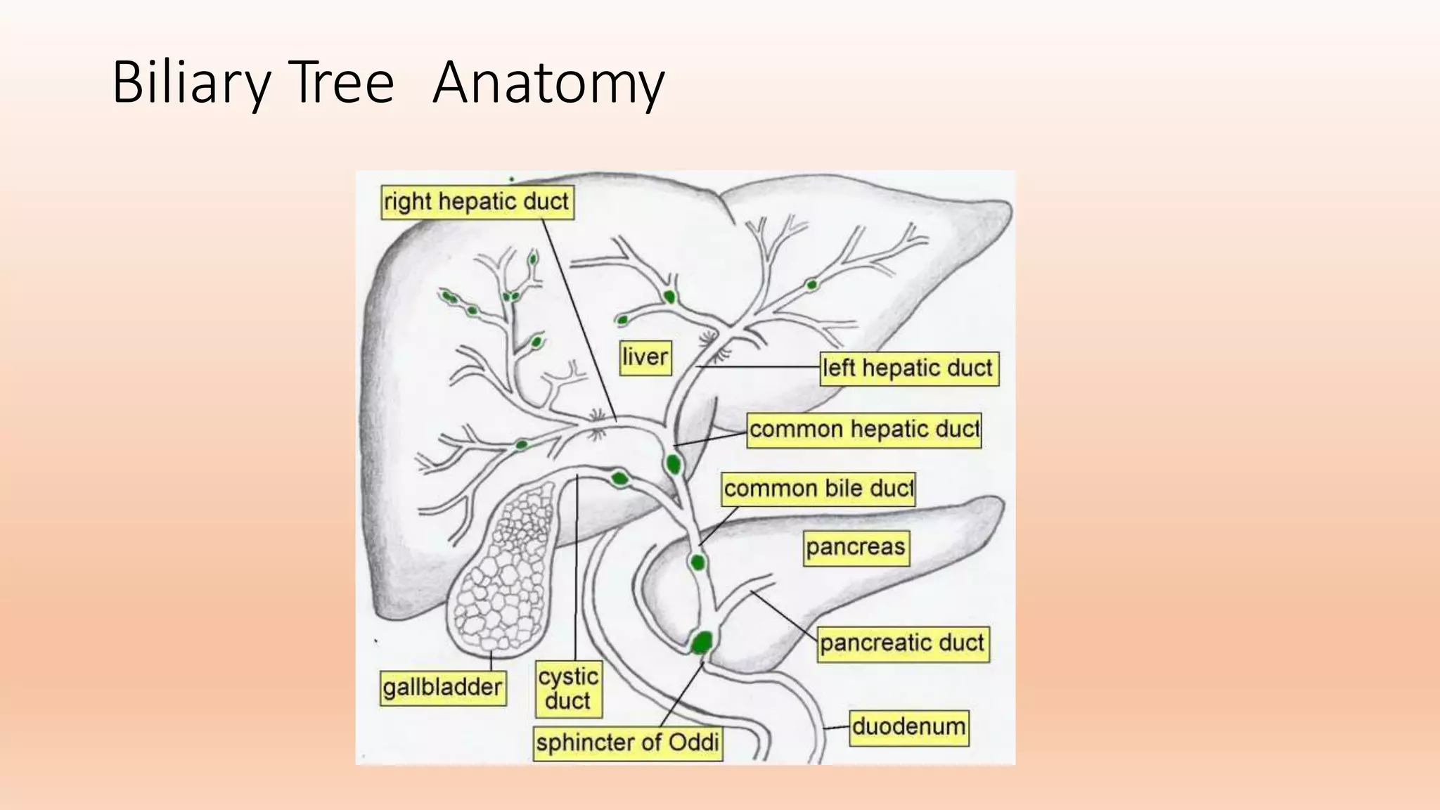 PTBD (Percutaneus trans-hepatic biliary drainage) PPT,PDF PK | PPTX