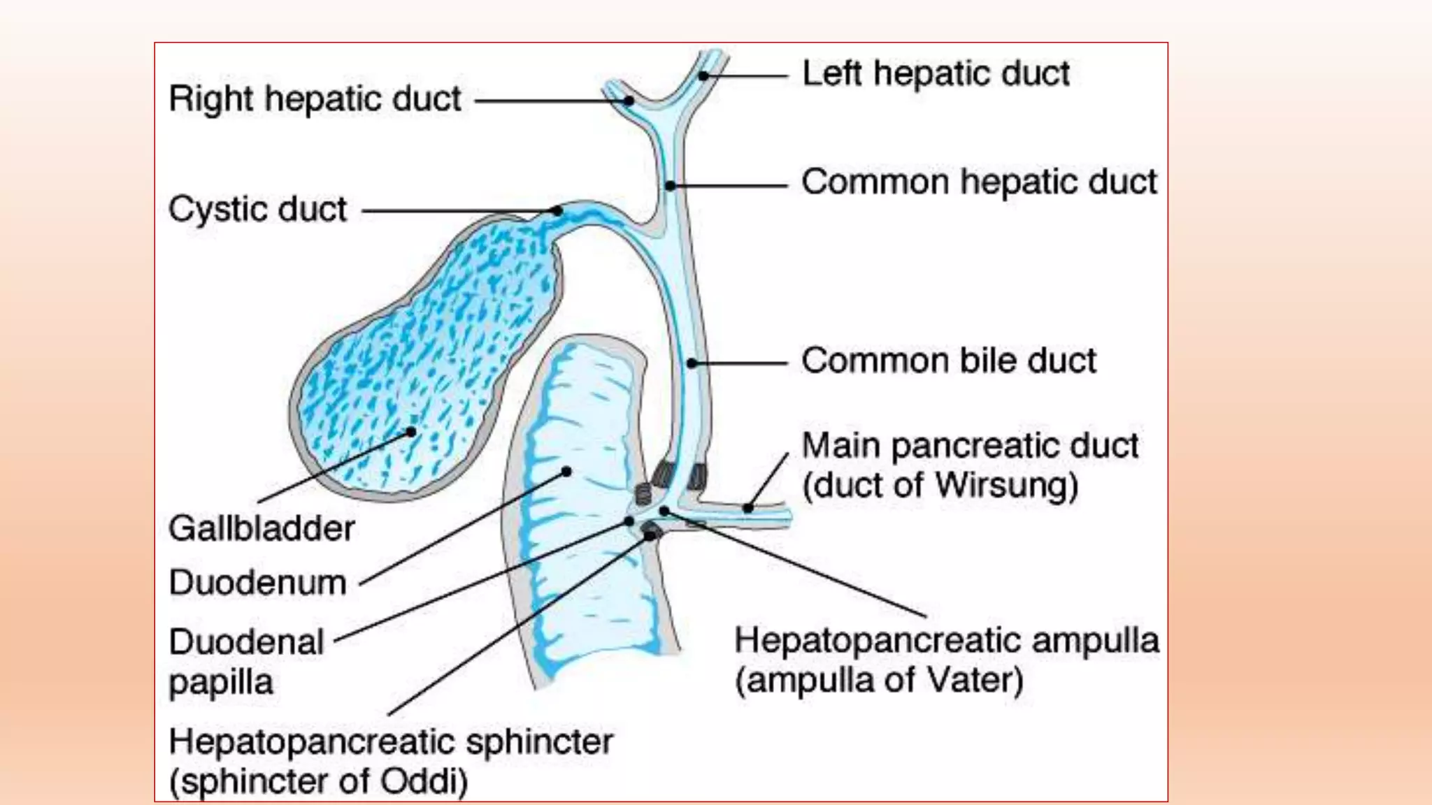 PTBD (Percutaneus trans-hepatic biliary drainage) PPT,PDF PK | PPTX