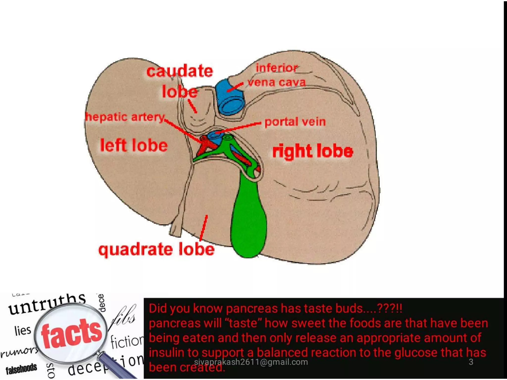 PTBD Percutaneous transhepatic biliary drainage