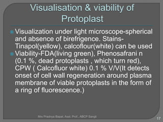 Protoplast technology and plant cell immobilization | PPTX