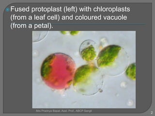 Protoplast technology and plant cell immobilization | PPTX