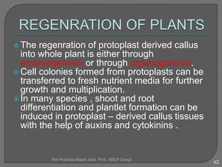 Protoplast technology and plant cell immobilization | PPTX