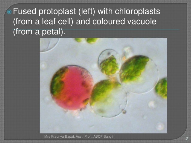 Protoplast technology and plant cell immobilization