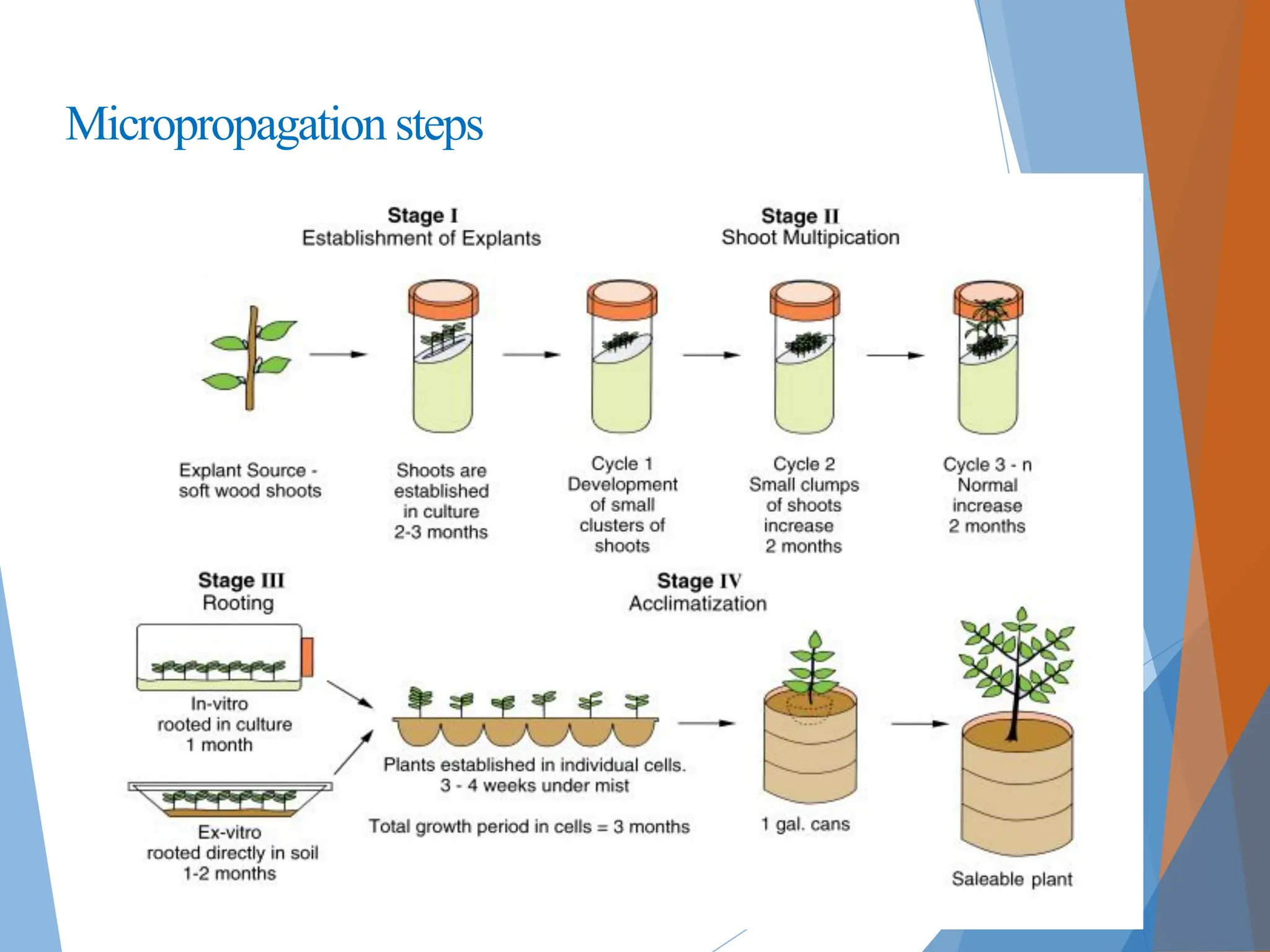 plant tissue culture techniques in education | PDF