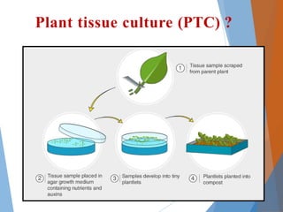 plant tissue culture techniques in education | PDF