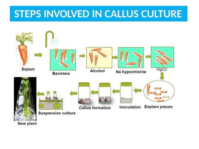 Plant tissue culture - Introduction and Types | PPTX | Gardening | Home ...