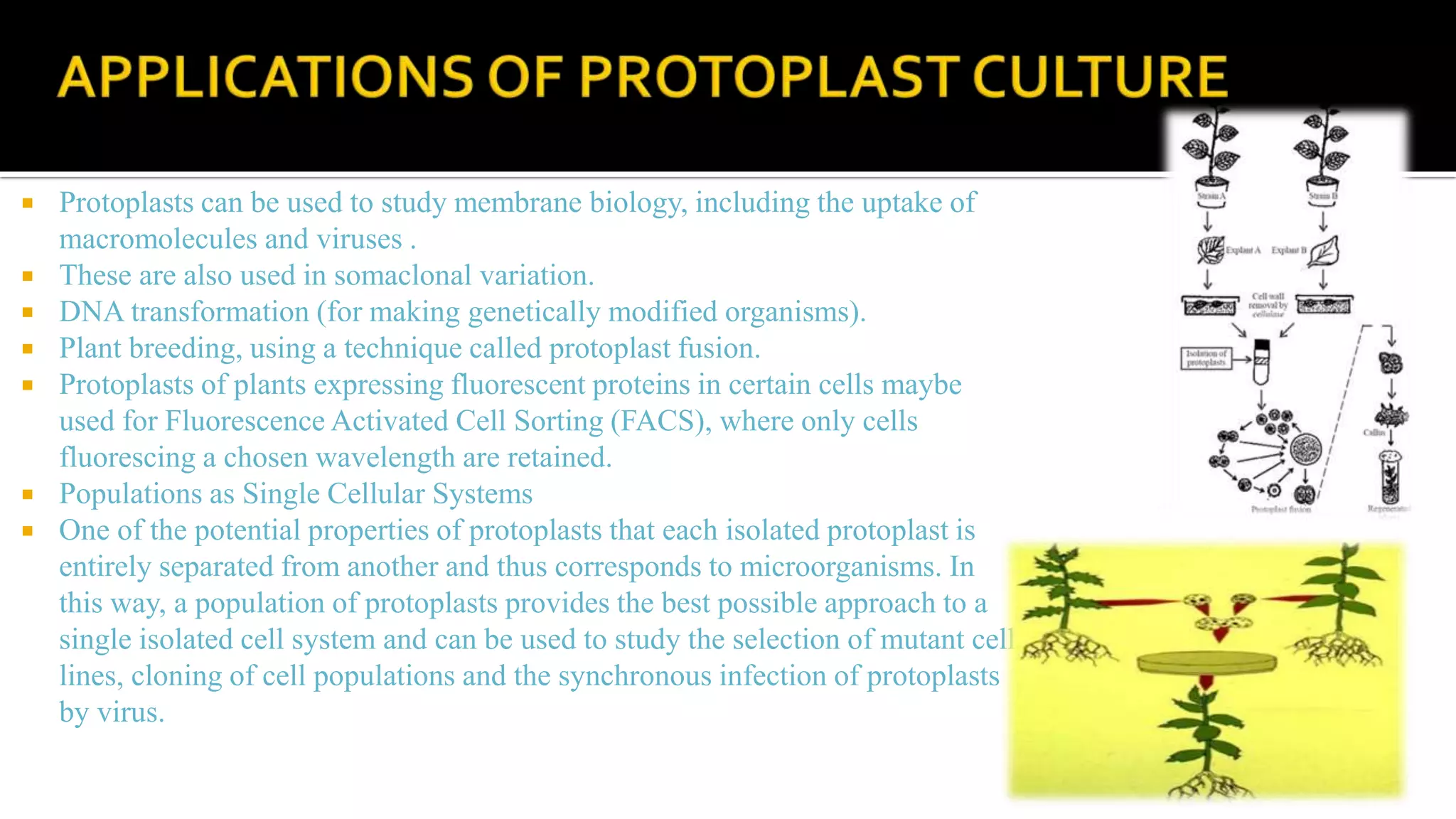 Protoplast culture (plant tissue culture) | PPTX