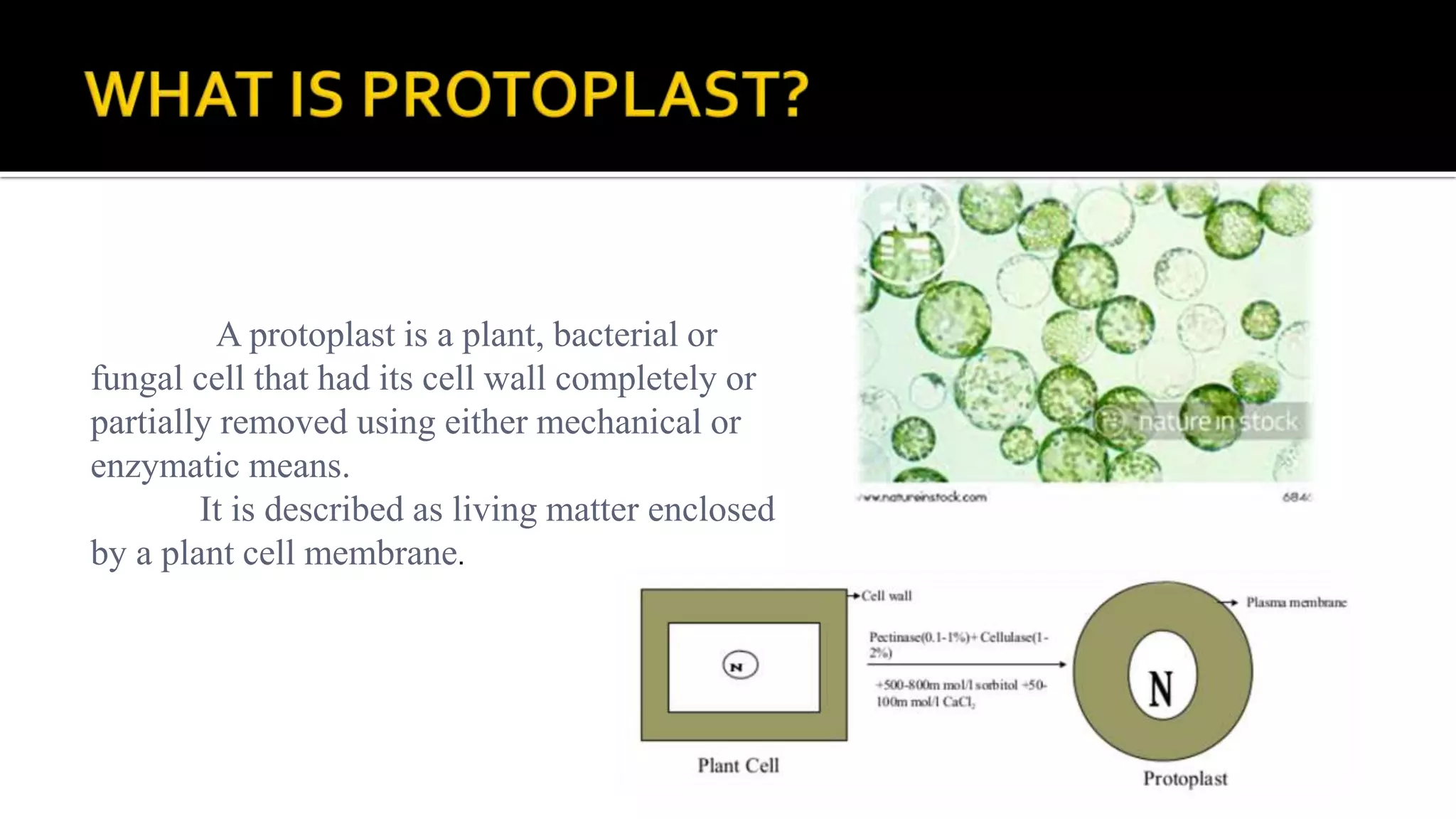 Protoplast culture (plant tissue culture) | PPTX