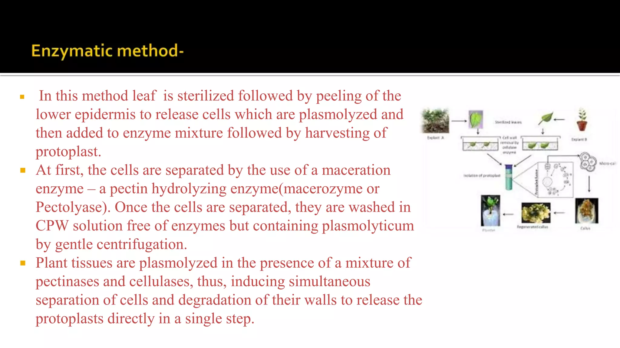 Protoplast culture (plant tissue culture) | PPTX