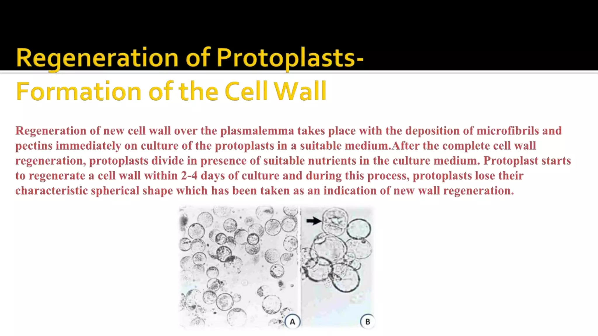 Protoplast culture (plant tissue culture) | PPTX