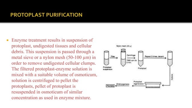 Protoplast culture (plant tissue culture) | PPT