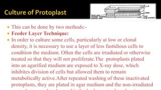 Protoplast culture (plant tissue culture) | PPTX