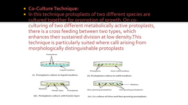 Protoplast culture (plant tissue culture) | PPT