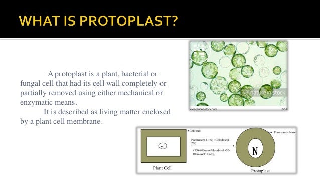 Protoplast culture (plant tissue culture)