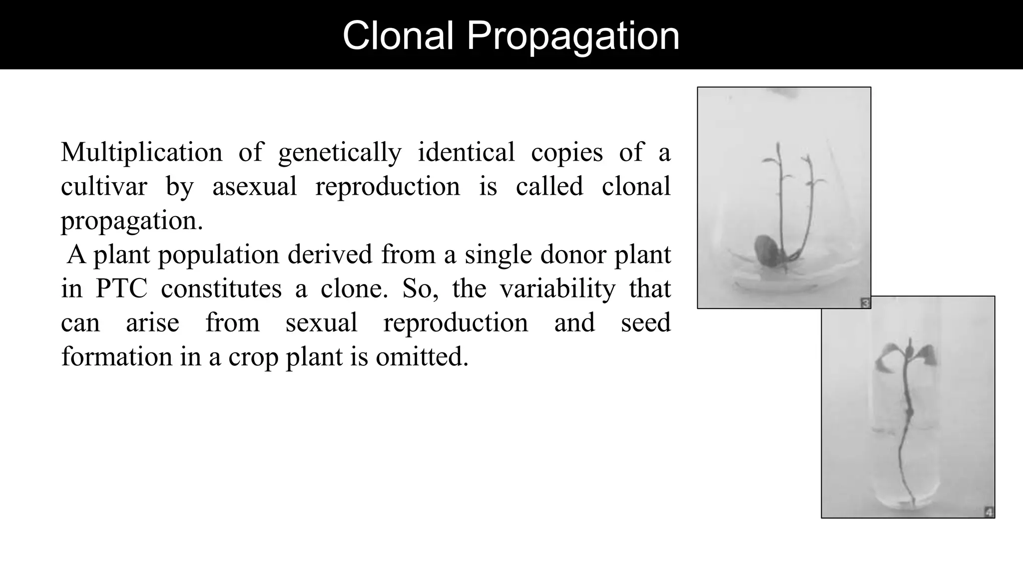 Applications of Plant Tissue Culture | PPT