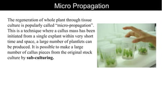 Applications of Plant Tissue Culture | PPT