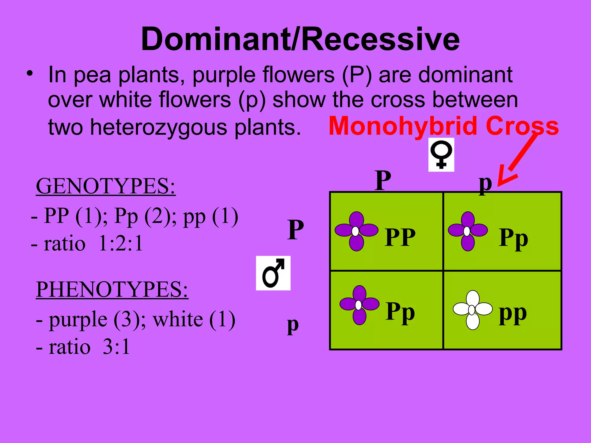 Ptc gene background information | PPT