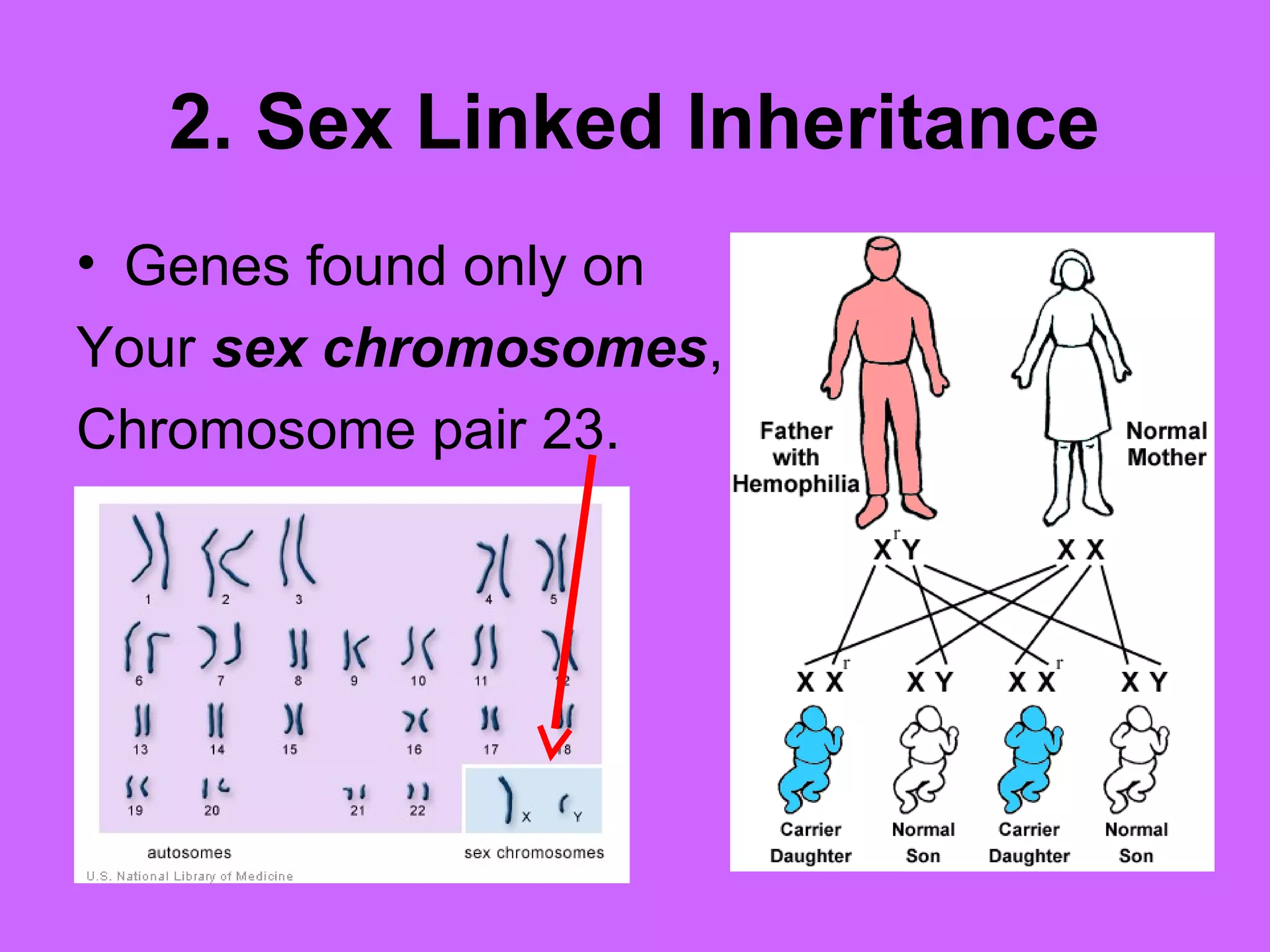 Ptc gene background information | PPT
