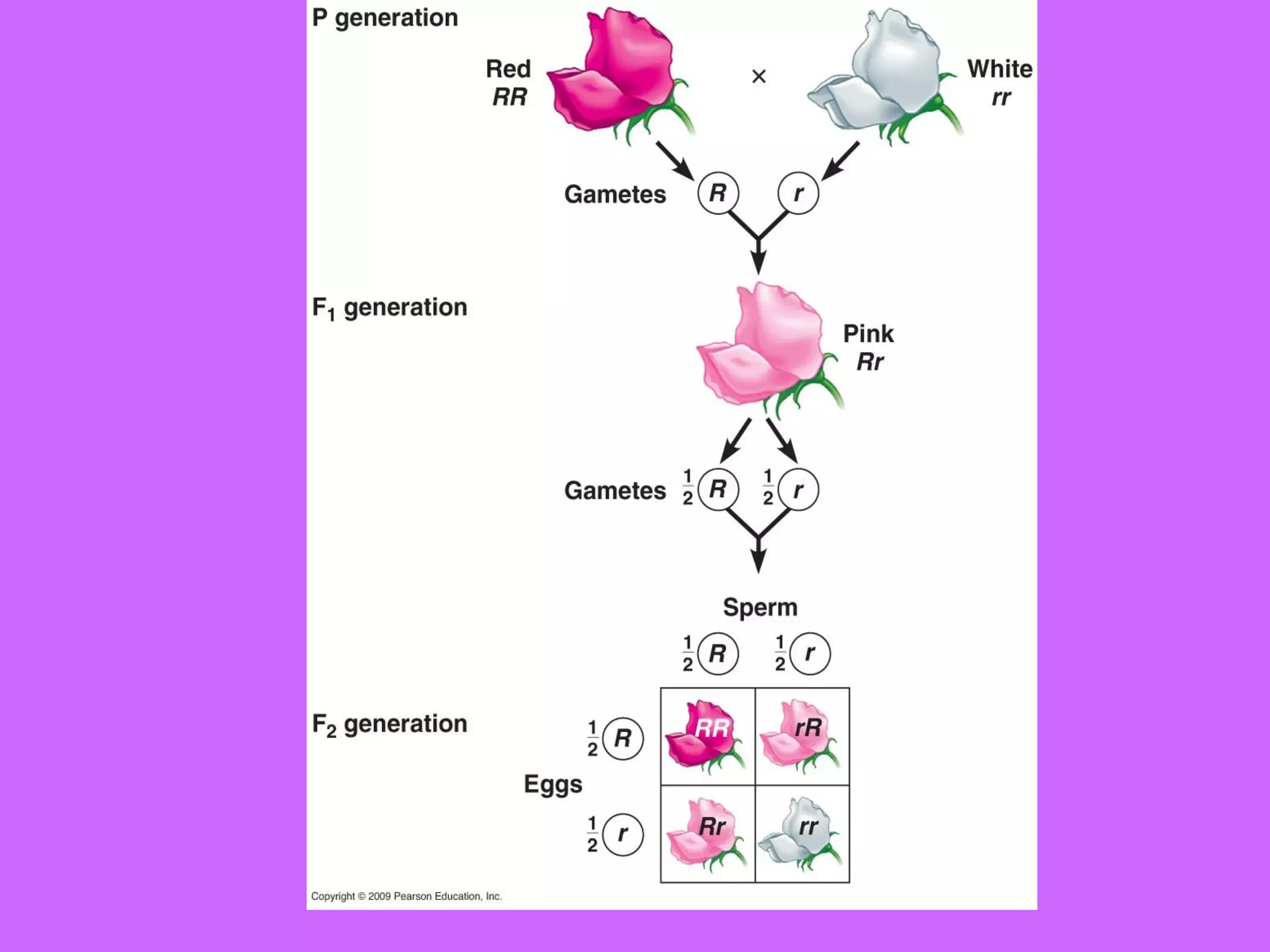 Ptc gene background information | PPT