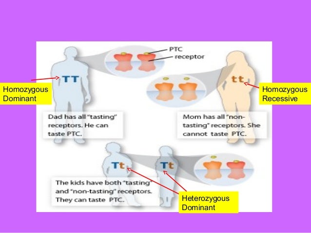 Ptc gene background information